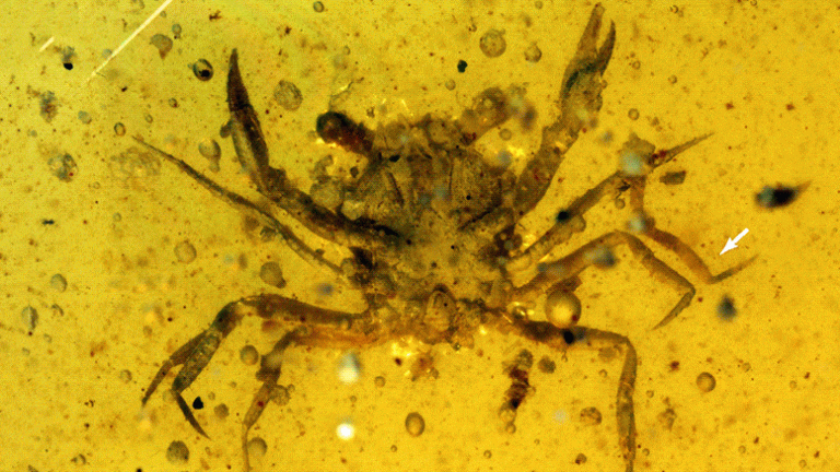 33 Million Years Old: The Largest Flower Preserved in Amber