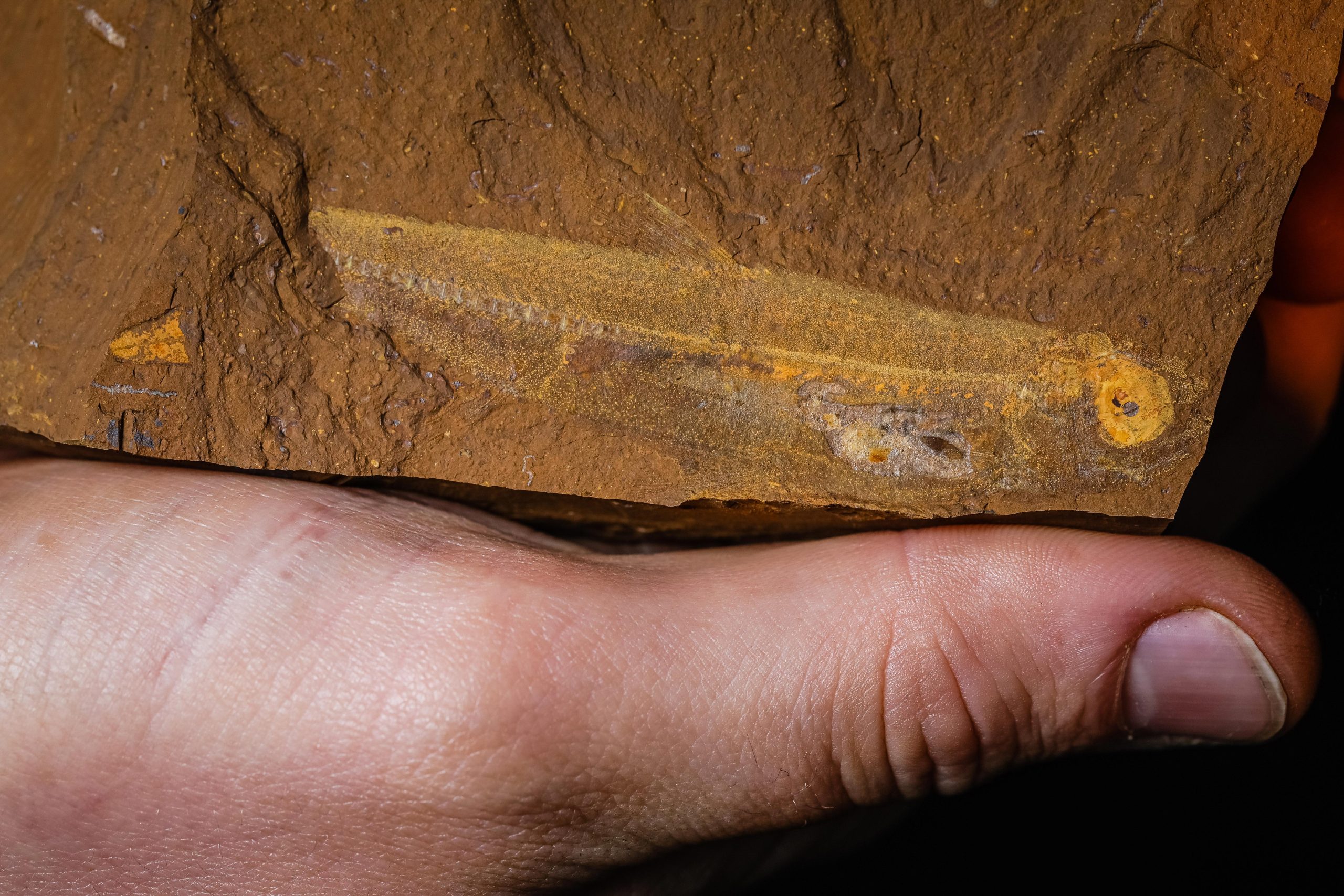 Remarkable Find: Scientists Discover 15-Million-Year-Old Fish With ...