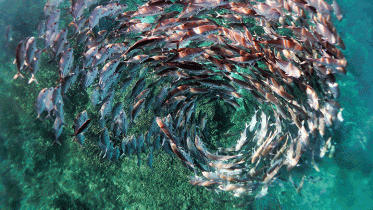 See the Amazing Wildlife Photos That Won the 7th Annual BMC Ecology ...