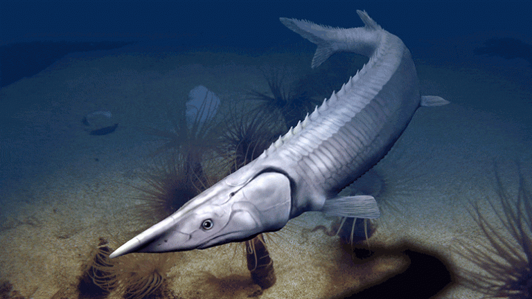 Surprise! We’re More Like Primitive Fishes Than Once Believed
