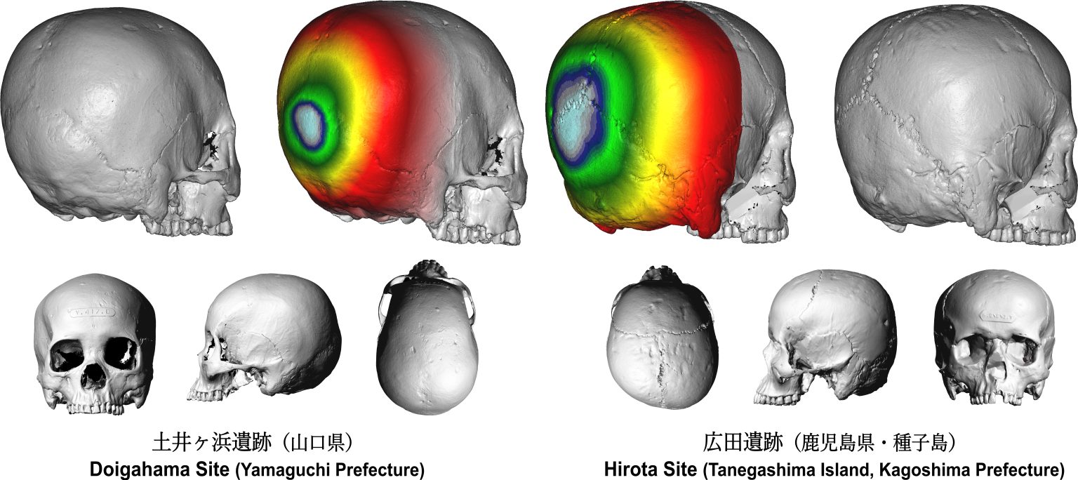 Skull-Shaping Secrets – Scientists Shed New Light on the Ancient ...