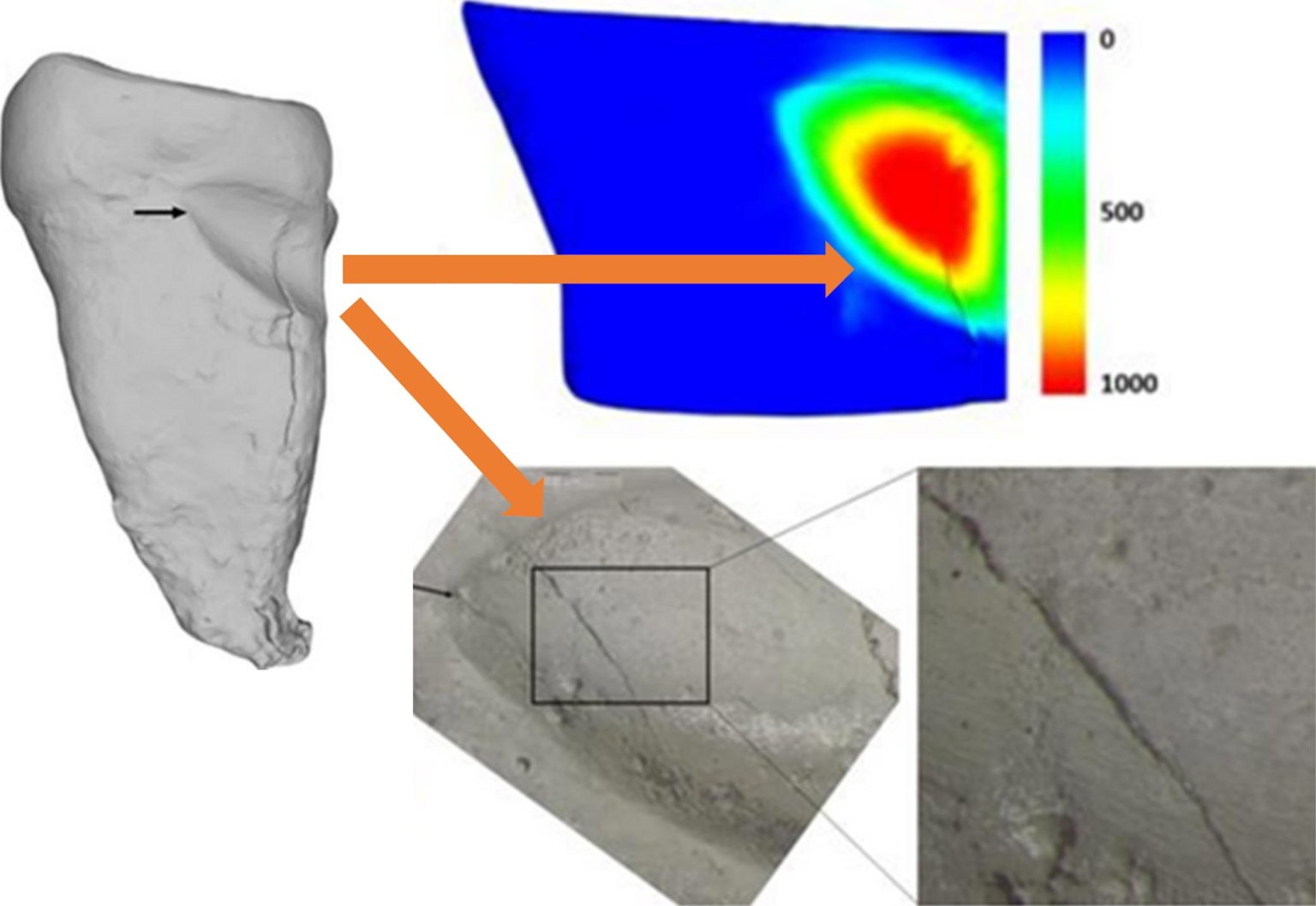 Primate Teeth Just Rewrote a Key Chapter of Human Evolution