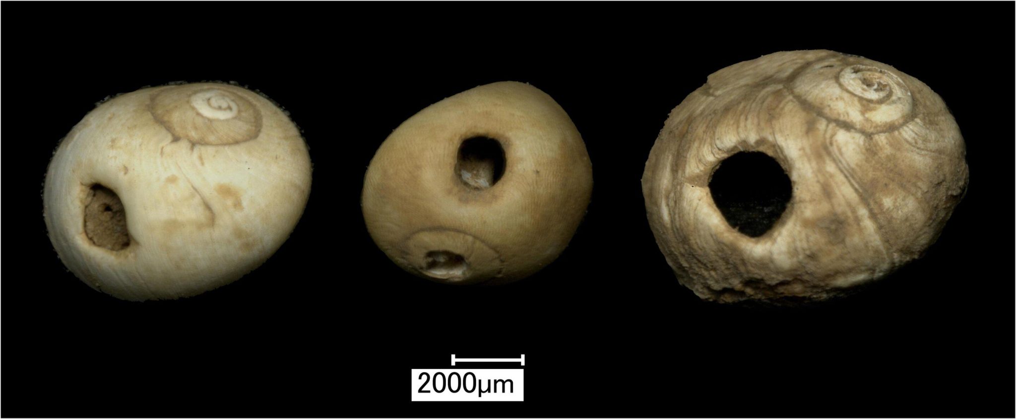 DNA Reveals Identity of Britain’s 11,000-Year-Old “Oldest Northerner”