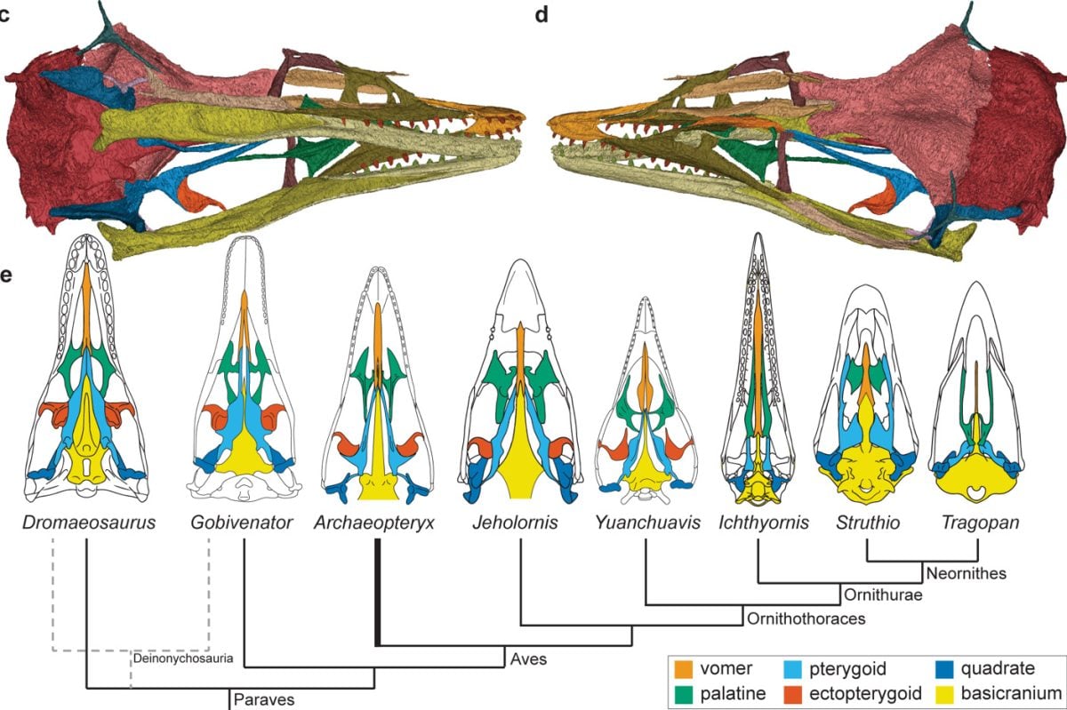 New Archaeopteryx Fossil Rewrites Early Bird Evolution