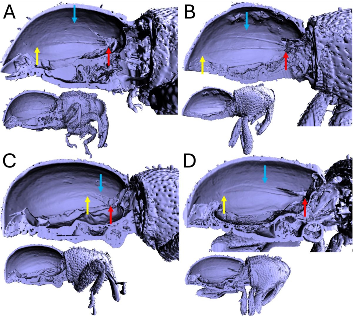 12 New Weevil Species Discovered Across Japan, Malaysia, Vietnam, and ...