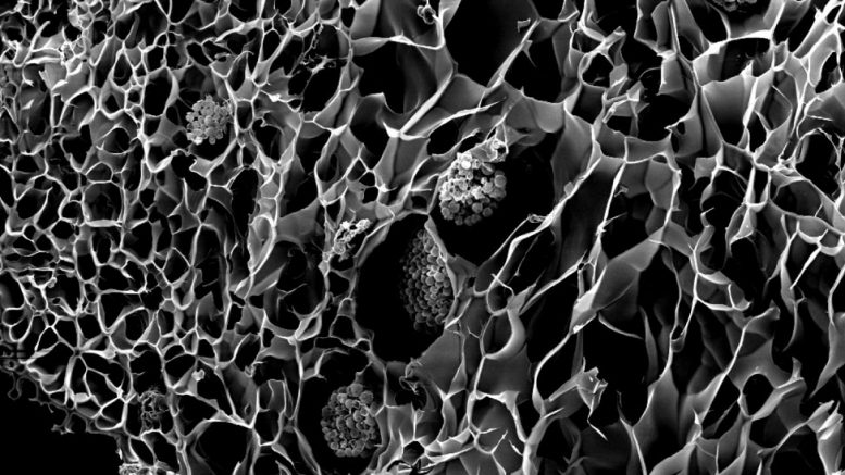 New Era in Coral Biology Research: Scientists Have Cultured the First ...