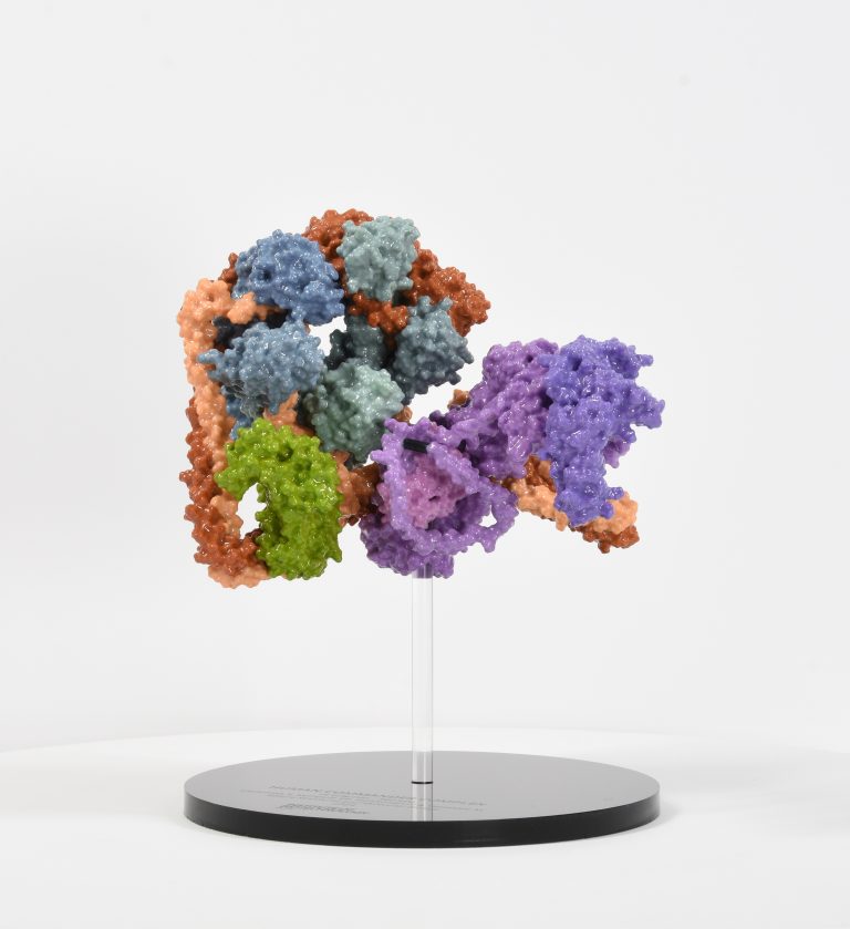 New Biology Unveiled for Fundamental Cellular Machinery