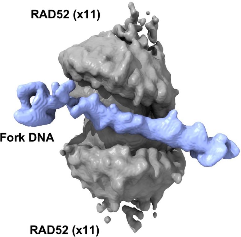 Scientists Discover New Way To Target Hard-To-Treat Cancers