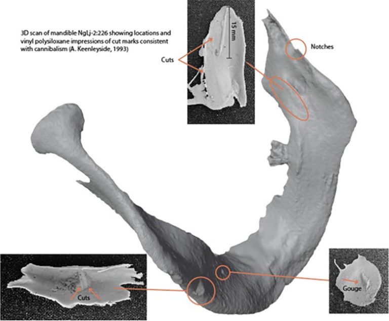 Cannibalism Confirmed: DNA Links Lost Officer to Franklin Expedition’s ...