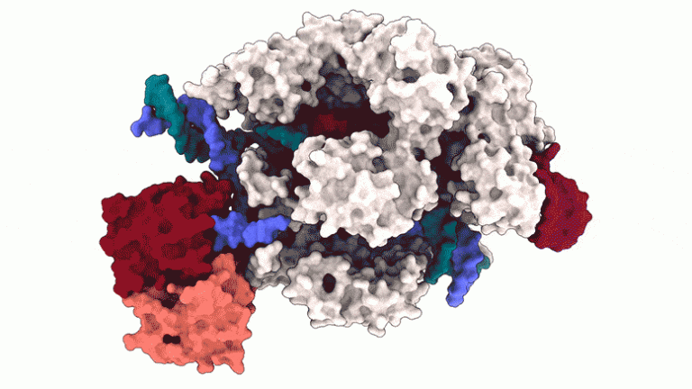 “Mini” CRISPR Genetic Editing System Engineered – Easier To Deliver ...
