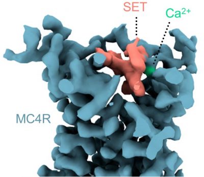 The Hunger Games: Scientists Uncover the Secret of the Hunger Switch in ...