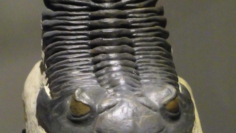 Primordial “Hyper-Eye” Discovered: Astonishing 390 Million-Year-Old ...