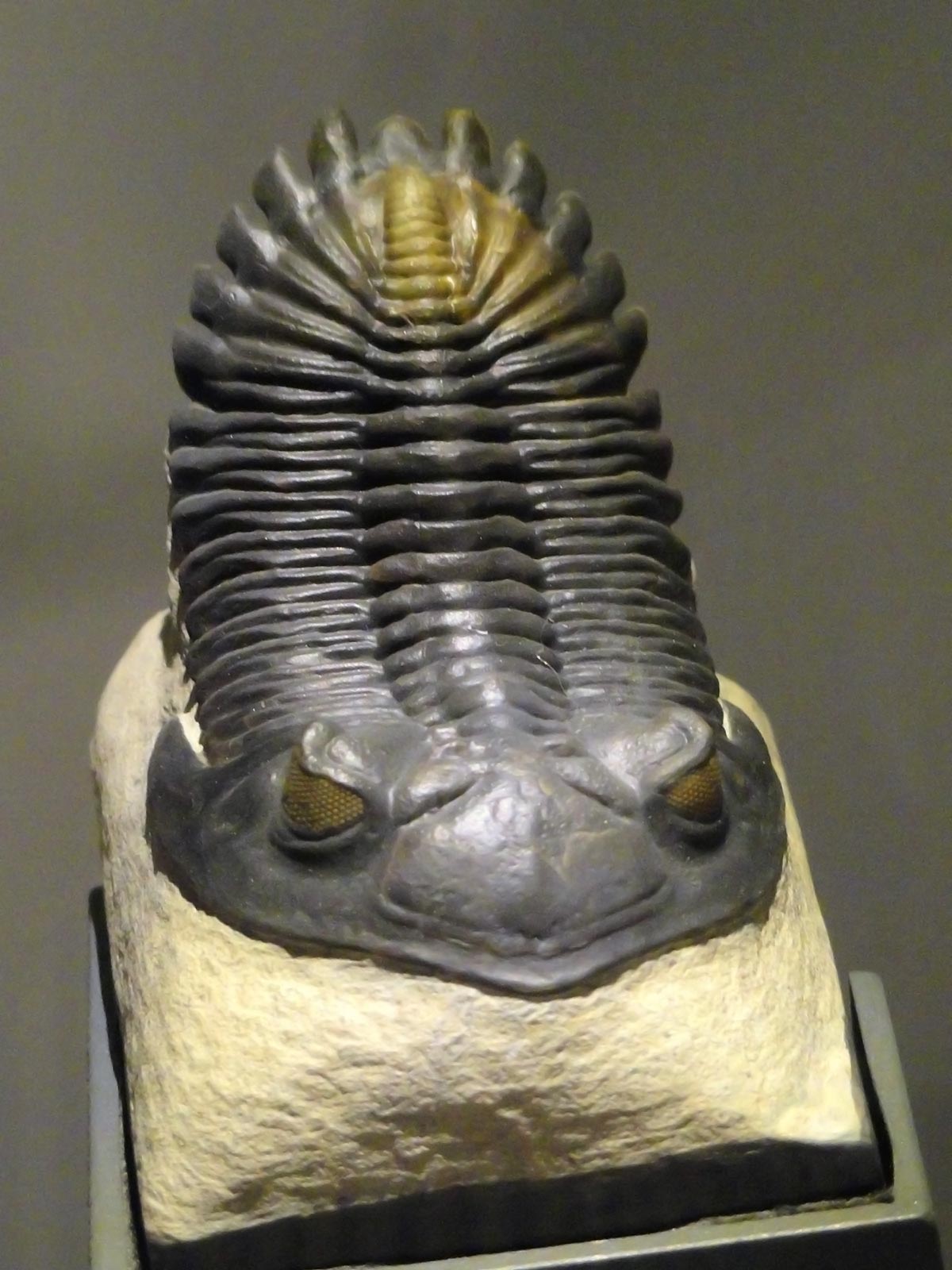 Trilobite Eyes