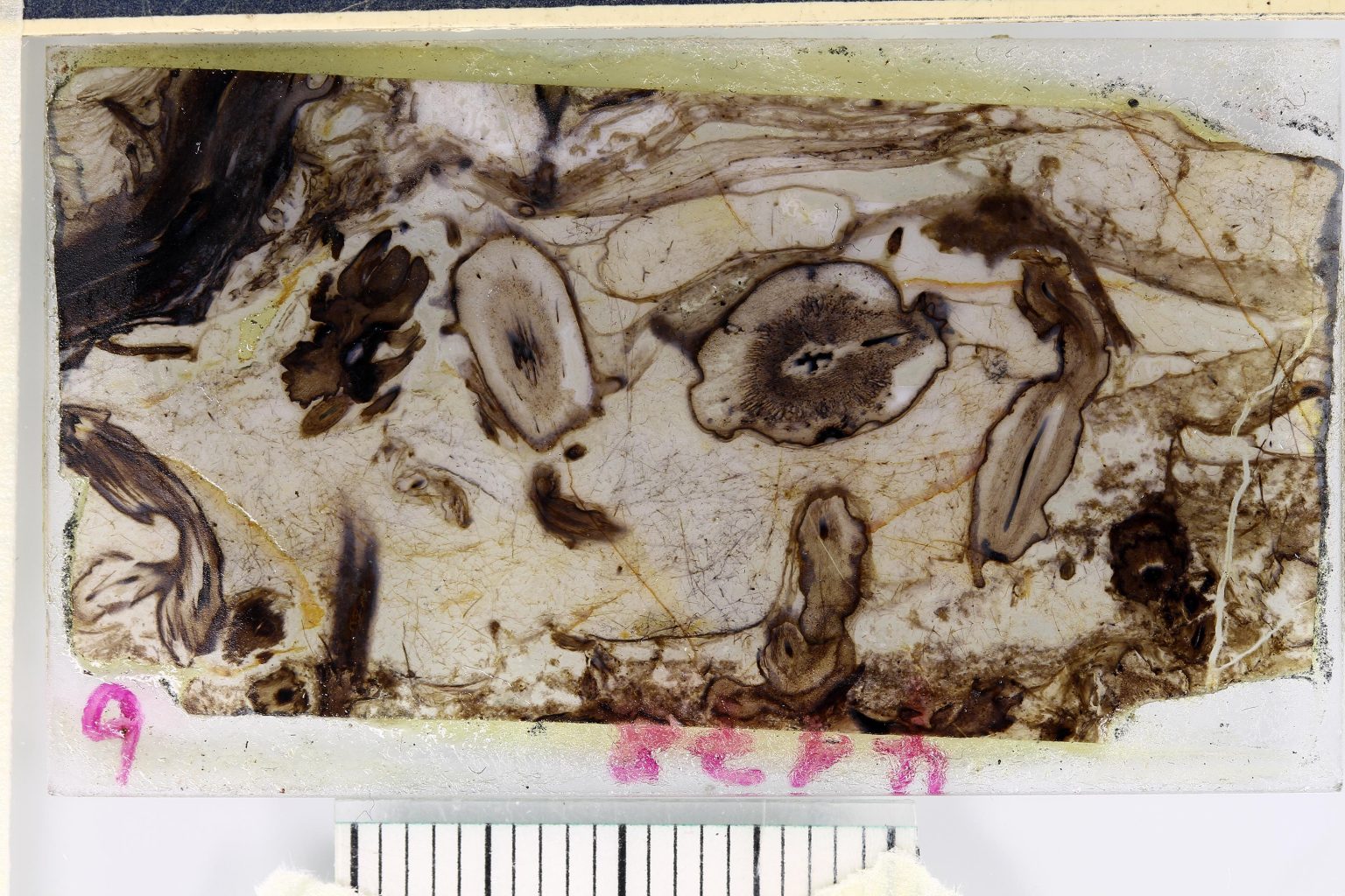 400-Million-Year-Old Fossils Reveal How the First Roots Evolved
