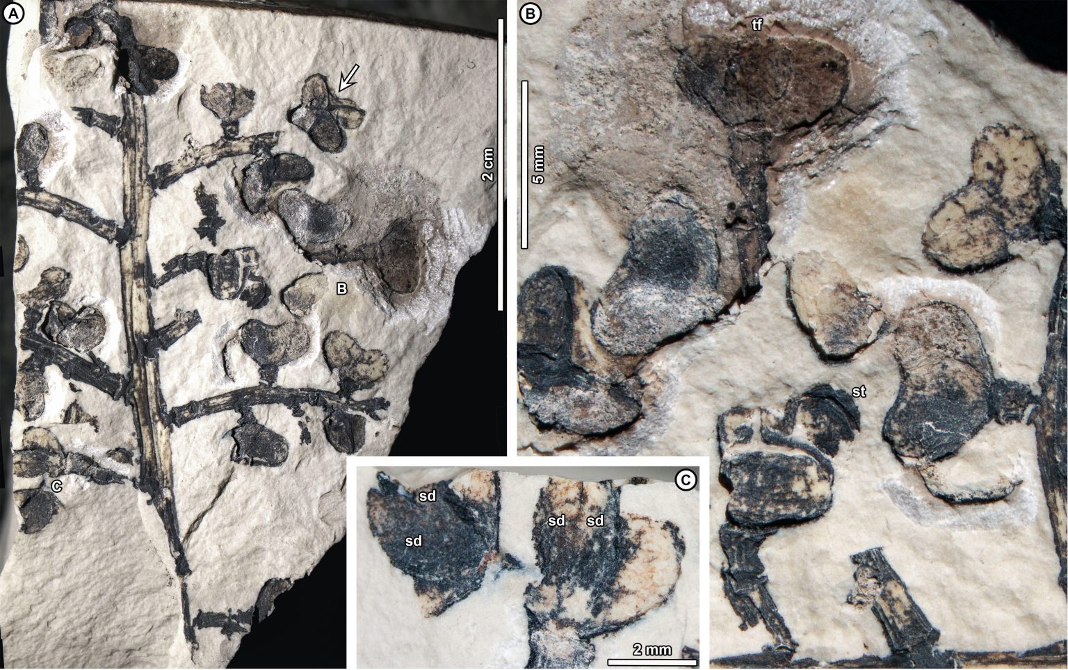 “The Most Dramatic Evolutionary Biogeography Story I’ve Ever Seen ...