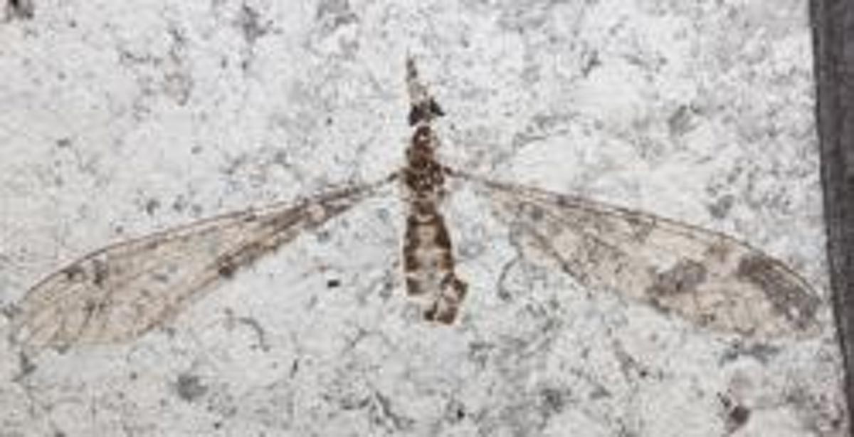 New Insight Into the Evolution of Sight From 54 Million Year-Old Fossil