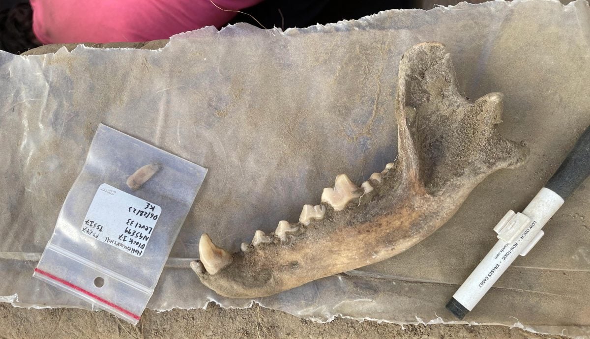 Ancient Bones Reveal 12,000-Year-Old Friendship Between Humans and Dogs