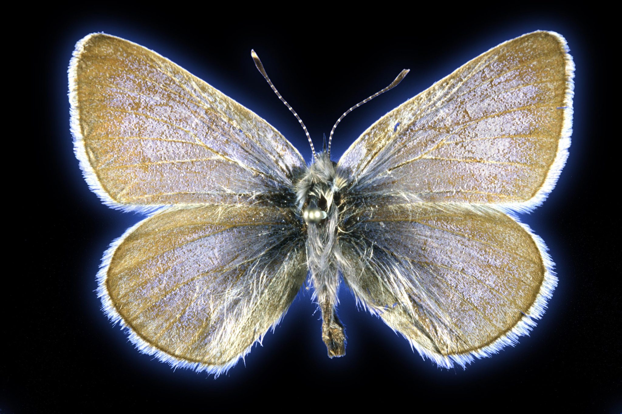 First US Case of Human-Led Insect Extinction Confirmed by DNA From 93 ...