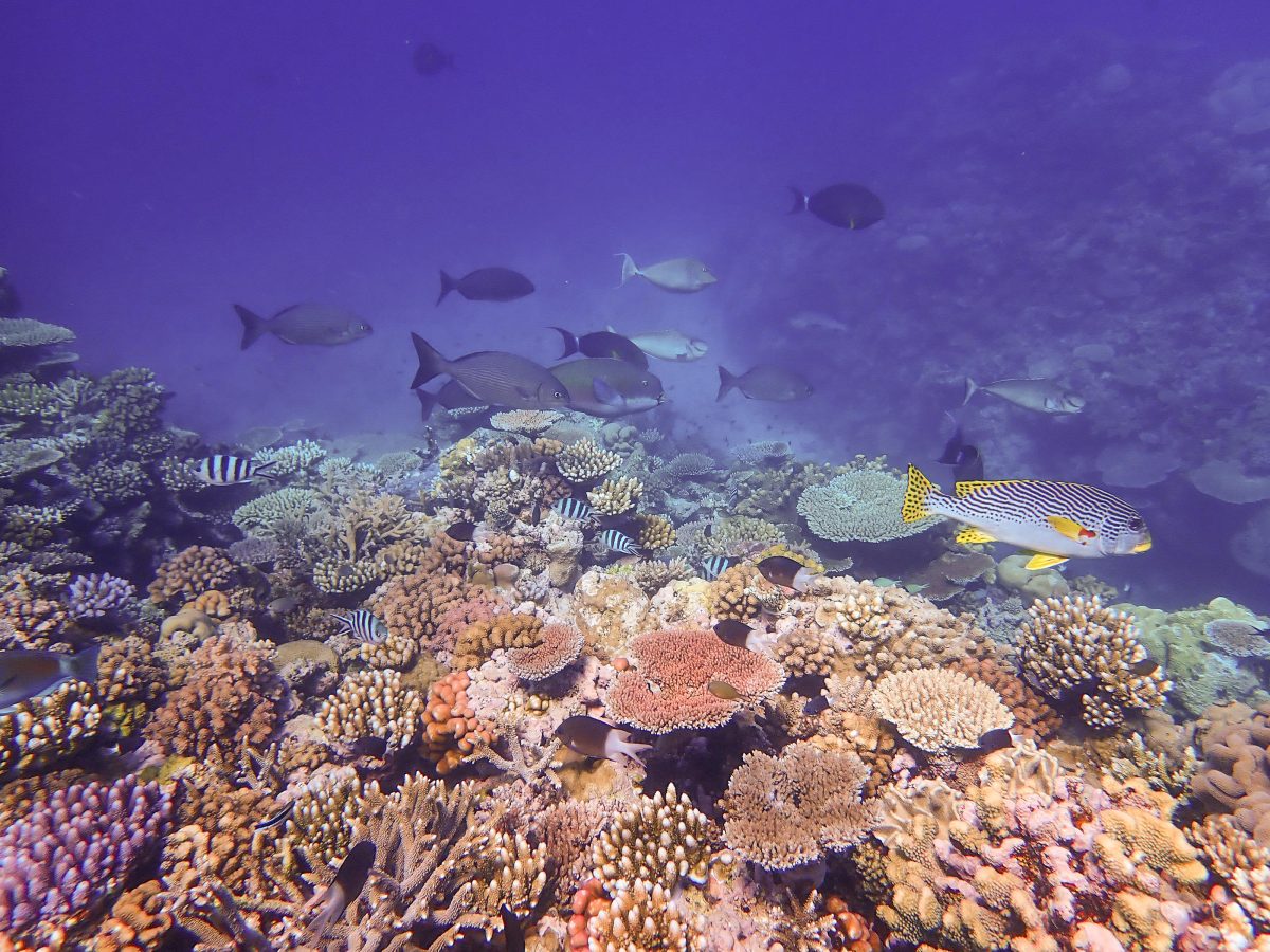 Climate Chaos Reshapes Life on the Great Barrier Reef