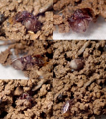 Scientists Discover 16 Strange New Species of of Parasitoid Wasp in Vietnam