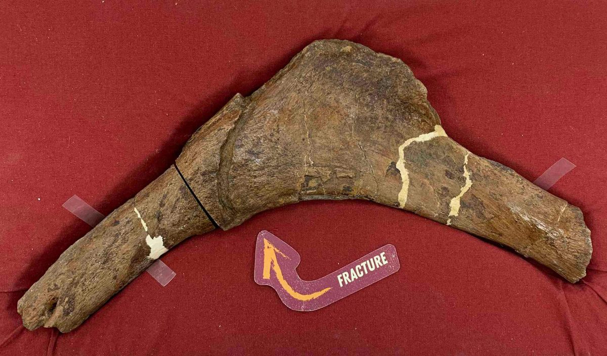 Blood Vessels Found in T. rex Bones Rewrite What We Know About Dinosaurs