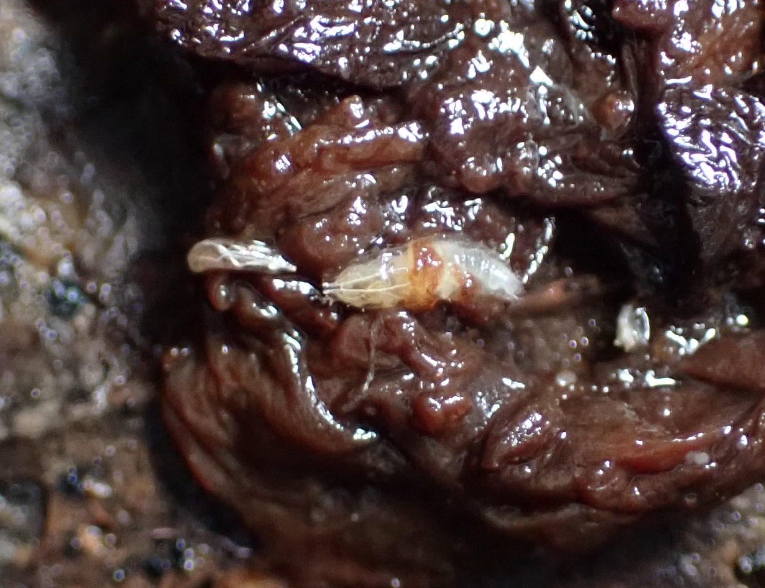 The Orchid and the Fruit Fly – Scientists Discover Unique New Plant ...