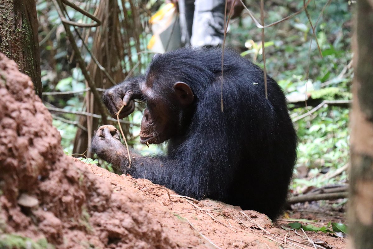 New Research Reveals Chimpanzees Act As “Engineers,” Choosing Tools ...