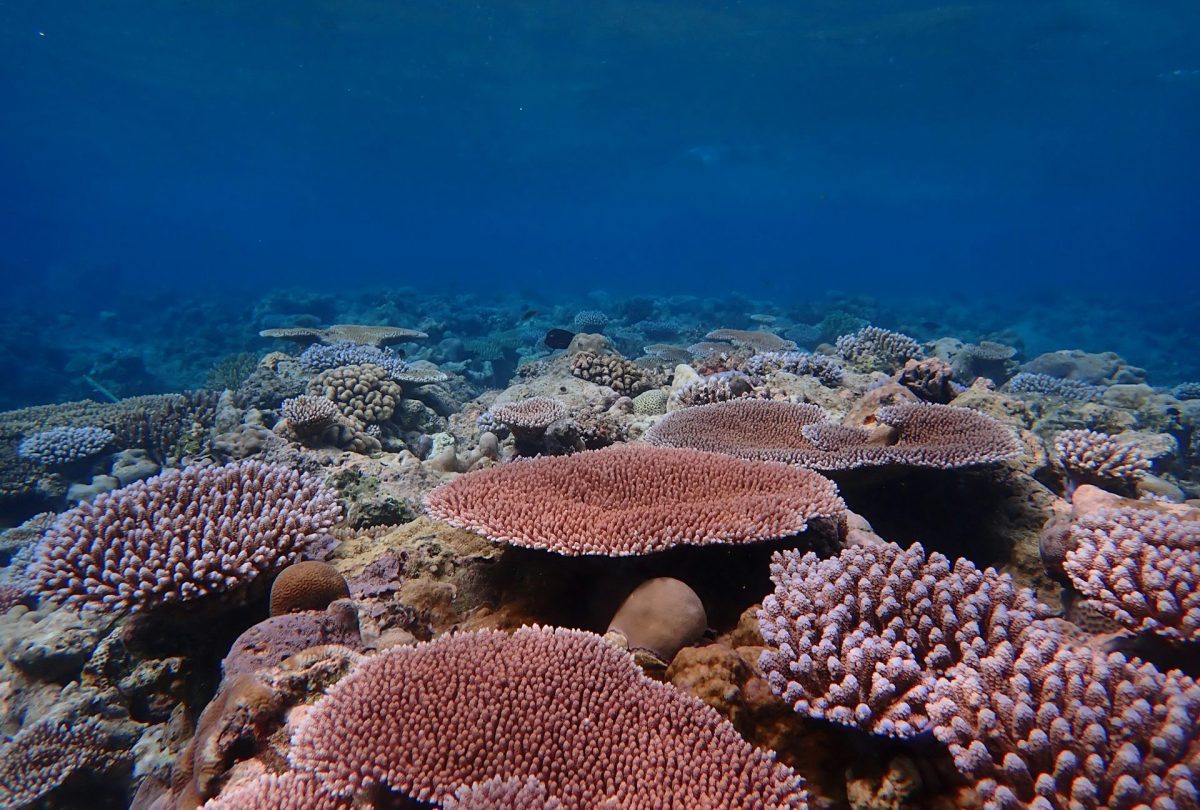 Coral Reefs Face Extinction Without Immediate Global Emission ...