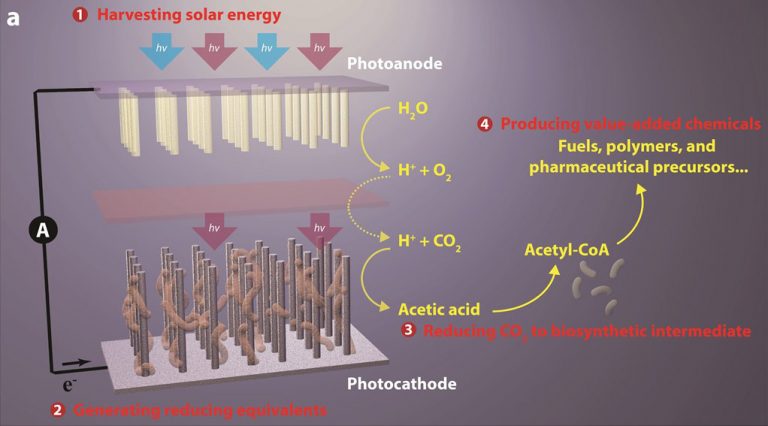 Like a Leaf – New Artificial Photosynthesis Method to Capture CO2 ...