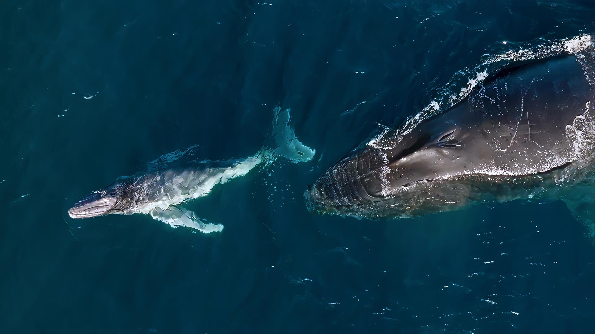 Scientists Discover Baby Whales Born 900 Miles From Breeding Grounds