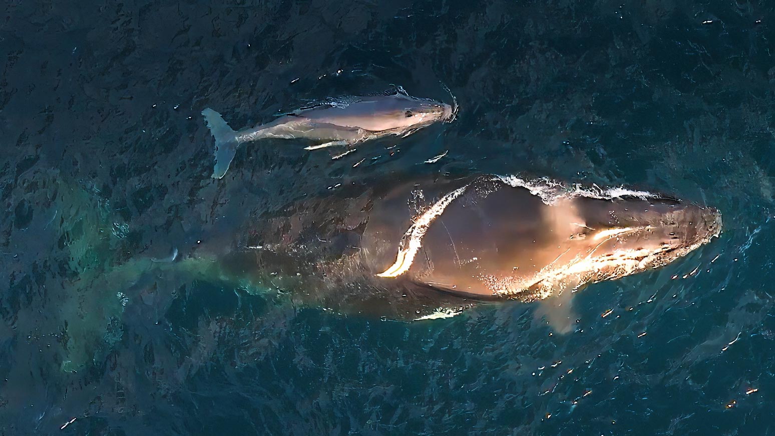 Scientists Discover Baby Whales Born 900 Miles From Breeding Grounds