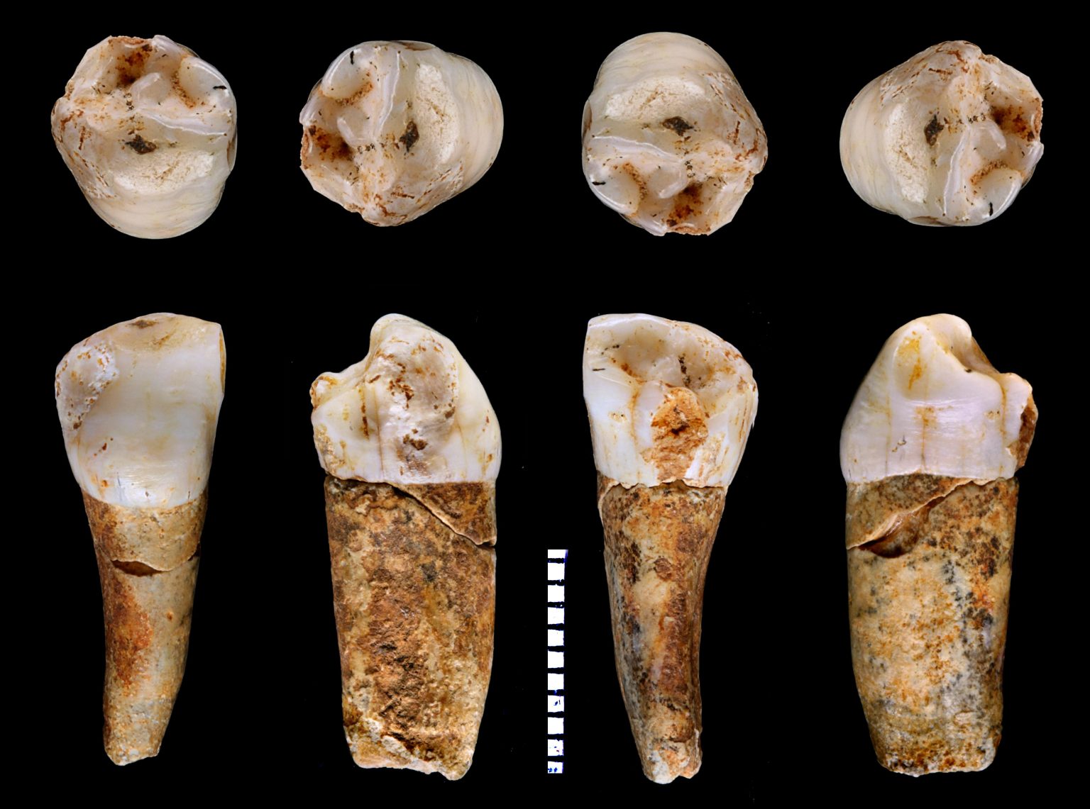 The Intriguing Lifestyle of Neanderthals – Tooth Enamel Reveals New Clues
