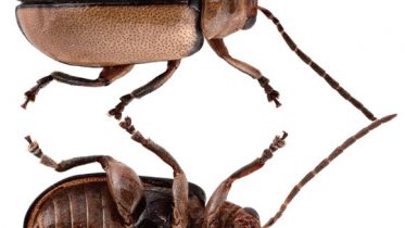 Crappy News for the Dung Beetle and Agriculture, Greenhouse Gasses