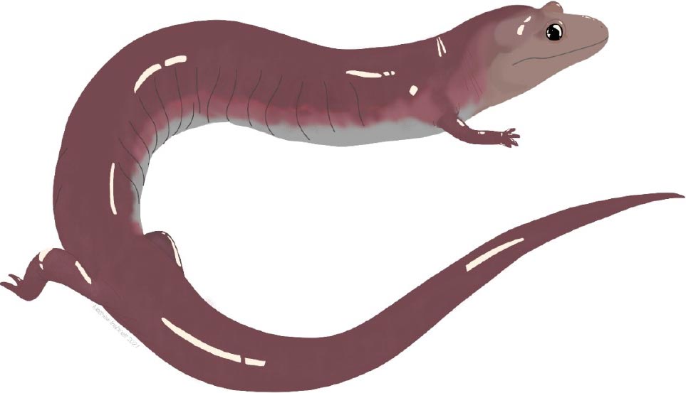 Ancient Monster Salamander With “Power Jaws” Discovered in Tennessee