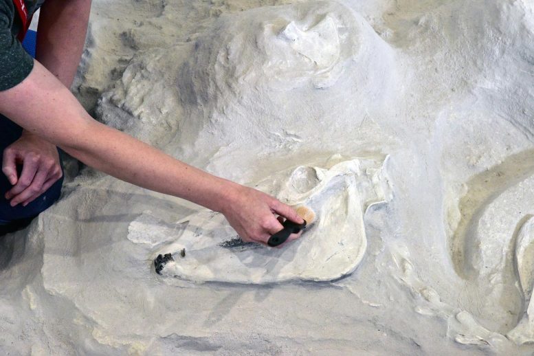 Ancient Fossils Reveal Massive Rhino Herds Once Roamed Nebraska