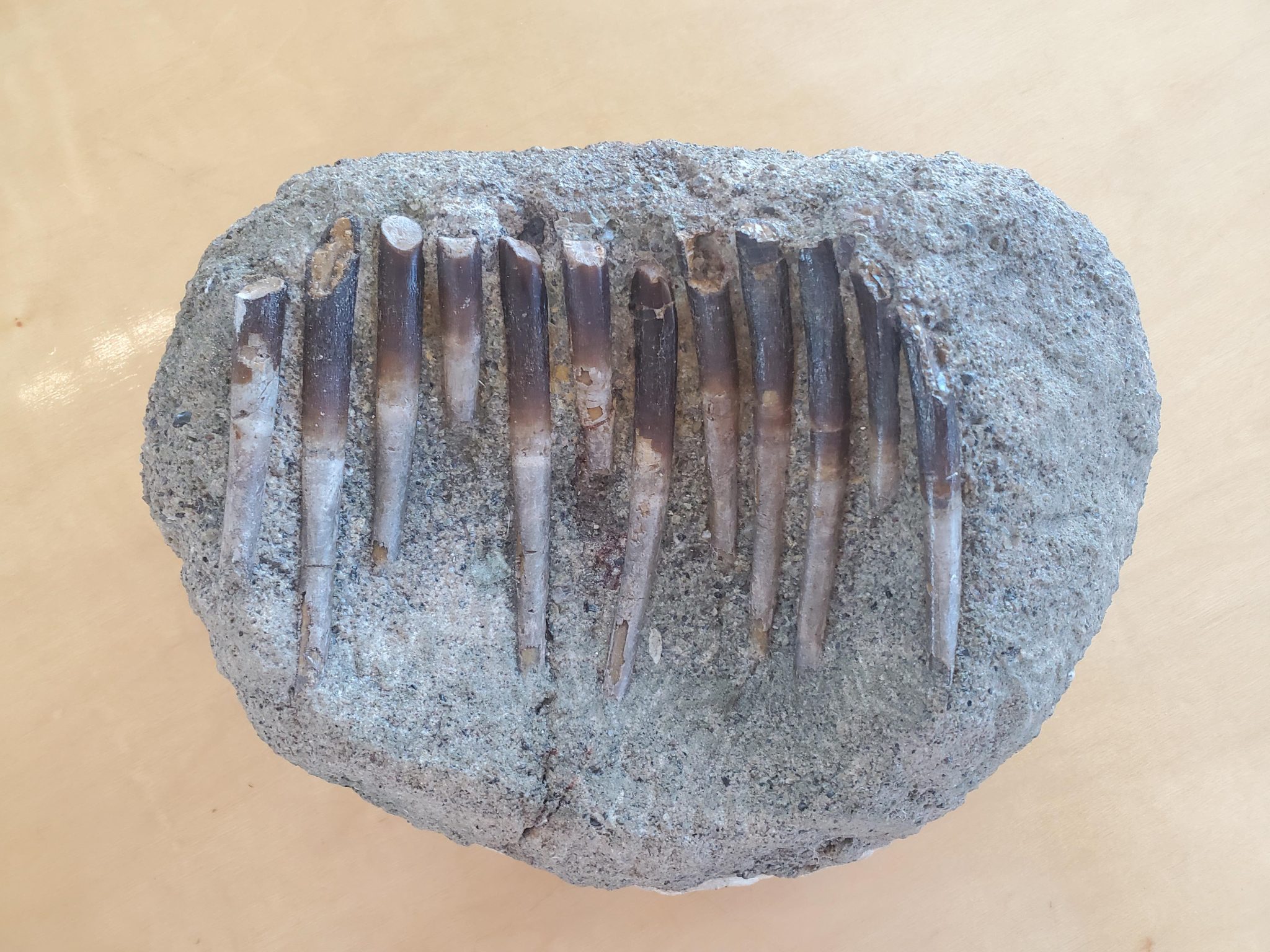 Giant Jurassic Dinosaurs Were Picky Eaters, Ancient Tooth Enamel Shows