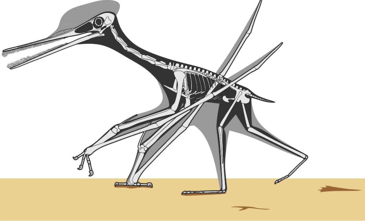 They Walked? 160-Million-Year-Old Footprints Rewrite Pterosaur History
