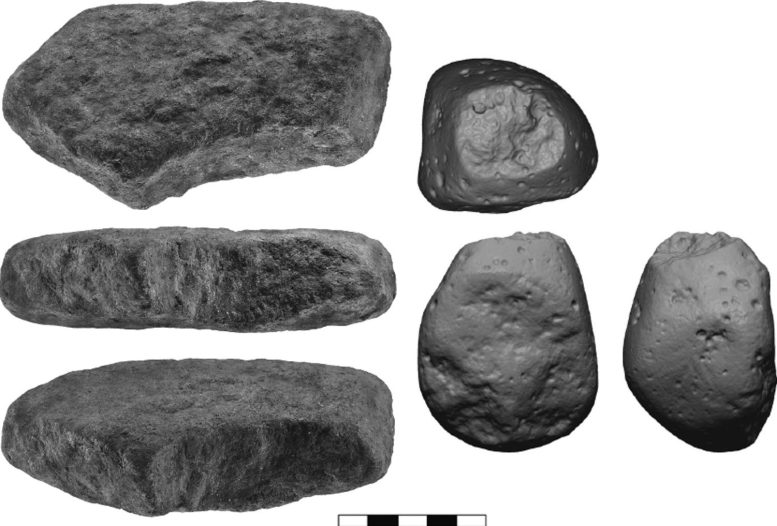780,000-Year-Old Discovery Reveals That Early Humans Thrived on a Plant ...