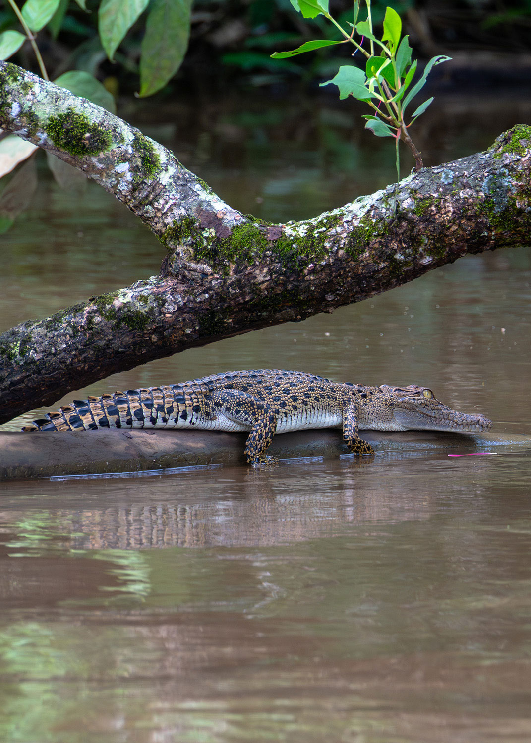 250-Year-Old Mystery Solved: These Saltwater Crocodiles Traveled ...
