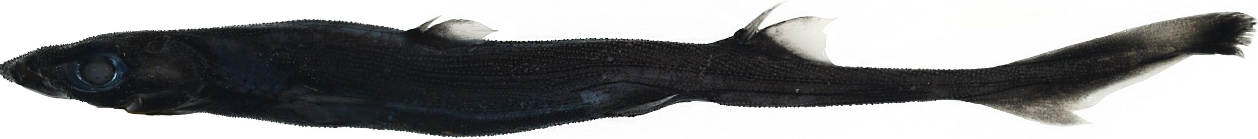 Researchers Just Found a New Species of Glowing Shark