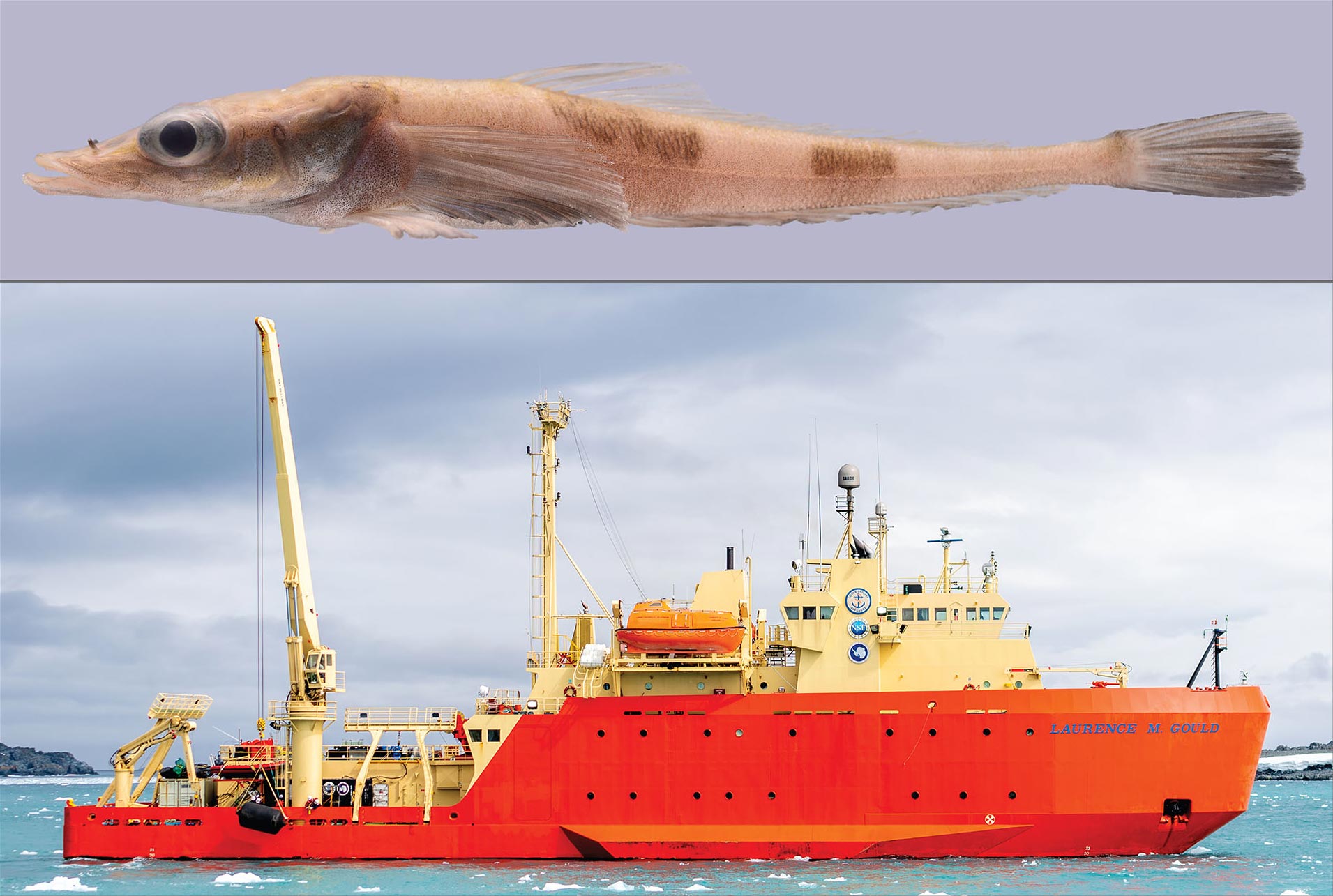 Scientists Discover Peculiar New Species of Dragonfish in Antarctica