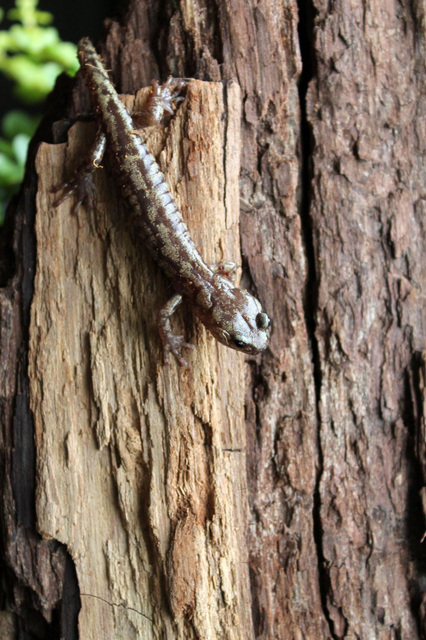 Skydiving Salamanders Parachute and Glide From the Tallest Trees [High ...