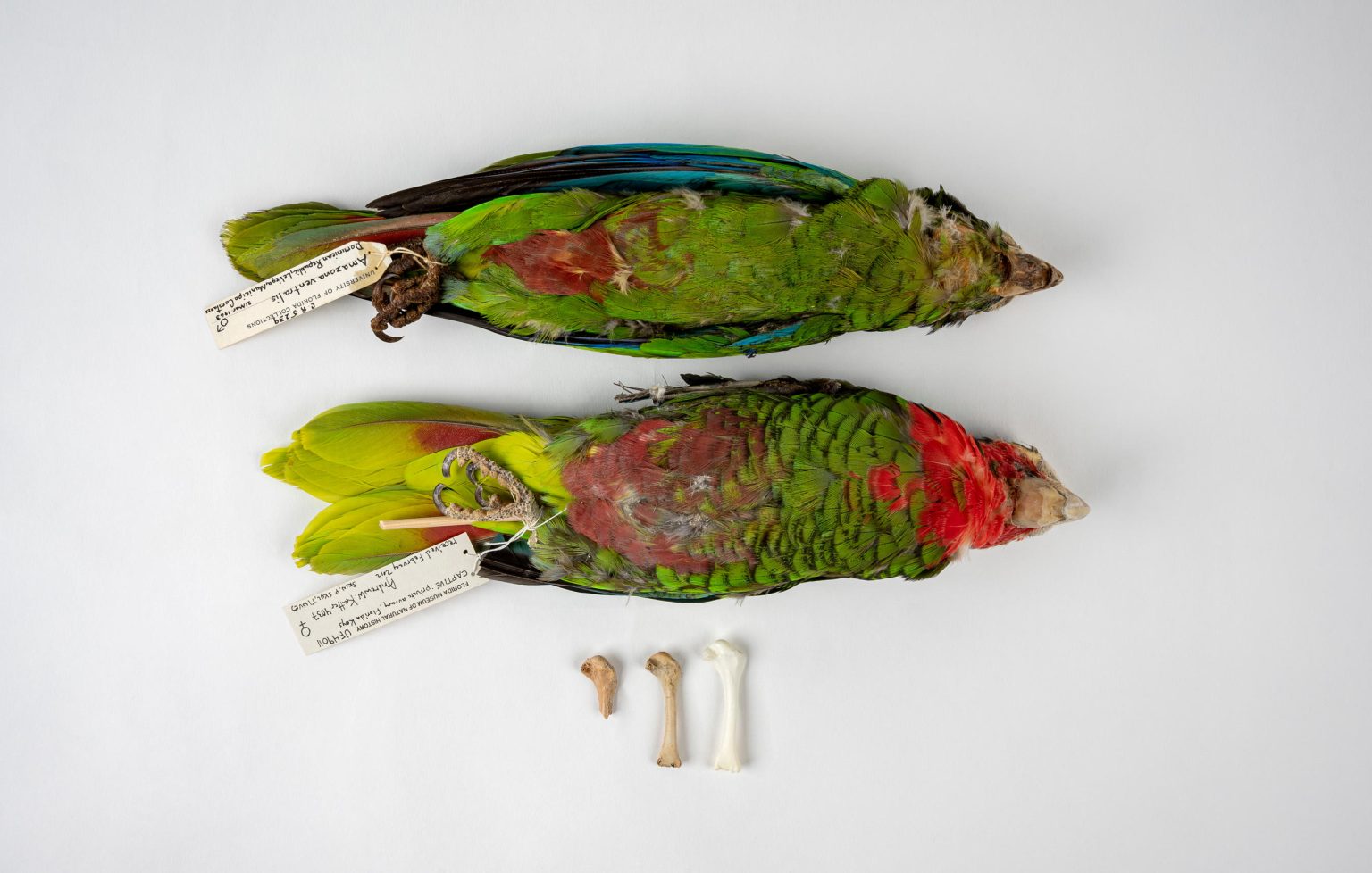 Unlocking the Parrot's Past: Ancient DNA Reveals Unexpected Extinctions ...