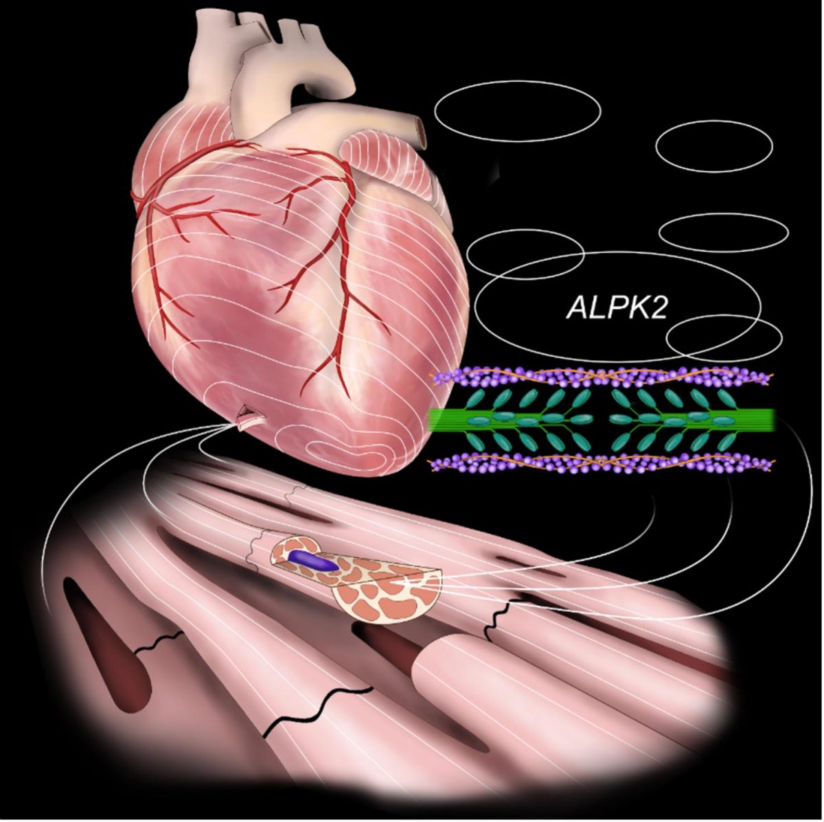 New Therapeutic Target Discovered for Lethal Form of Heart Failure