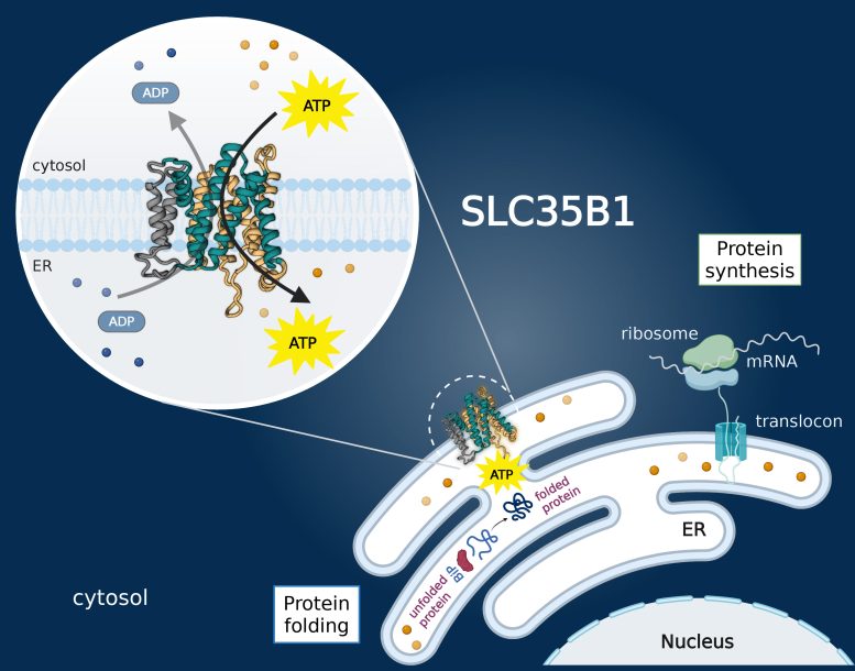 Scientists Solve Decades-Old Cell Biology Mystery