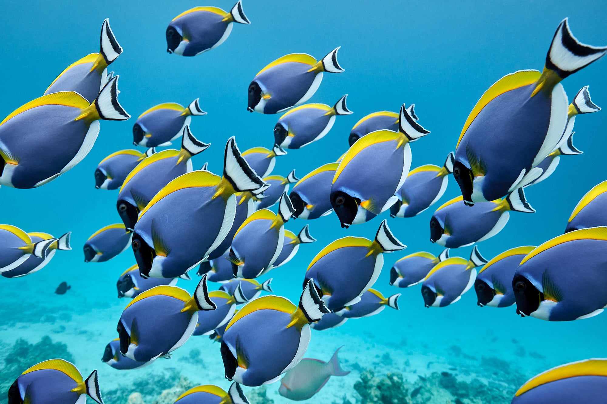 New Study Overturns 50-Year Assumption About Fish Schools