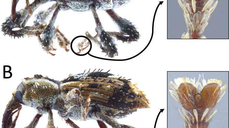 Entomology News - SciTechDaily