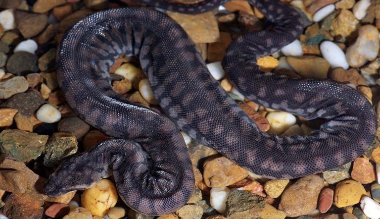 “Weird” Species of Ancient Snake Discovered in England