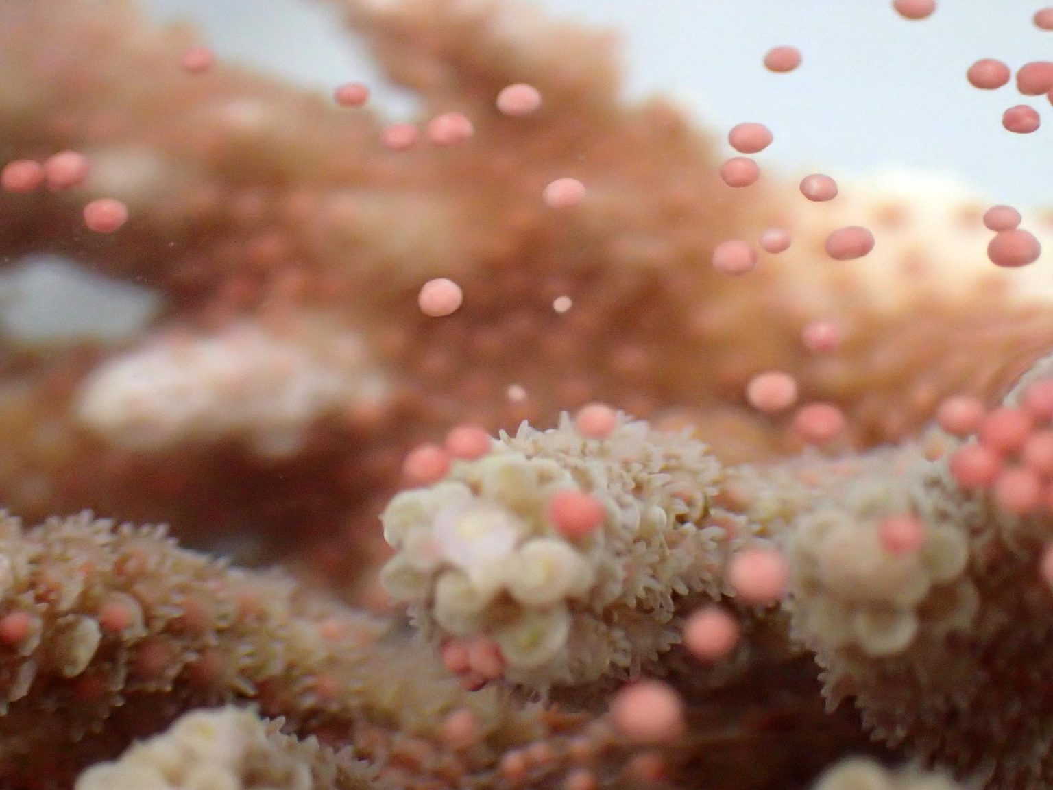 Scientists Unveil the Secret Sex Life of Coral
