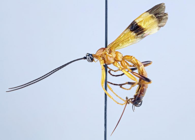 New Parasitoid Wasp Species Discovered That Can Manipulate Spider's ...